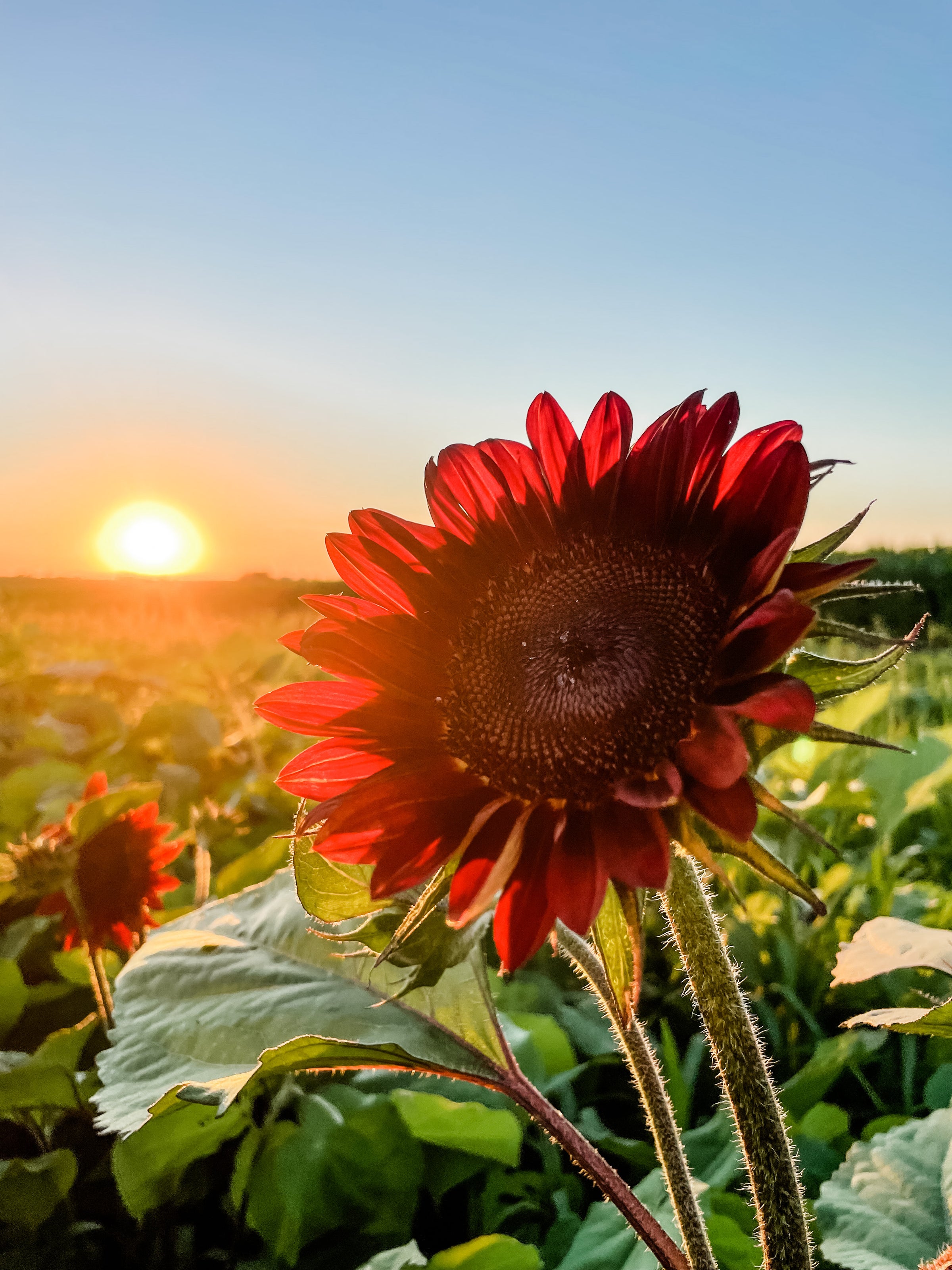 Iowa Flower Farm | Evergreen Hill