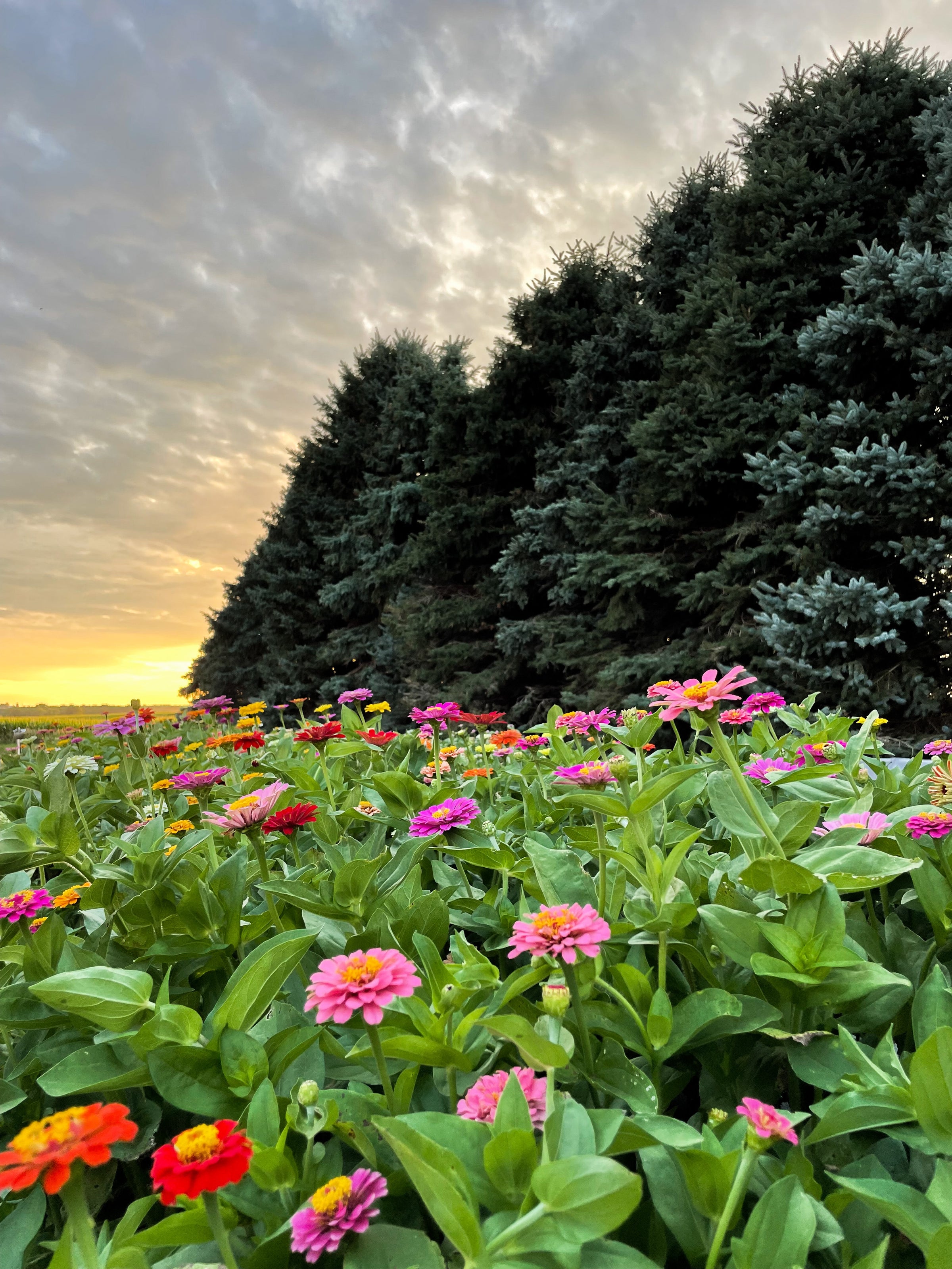 Iowa Flower Farm | Evergreen Hill